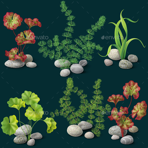 Algae Graphics, Designs & Templates | GraphicRiver