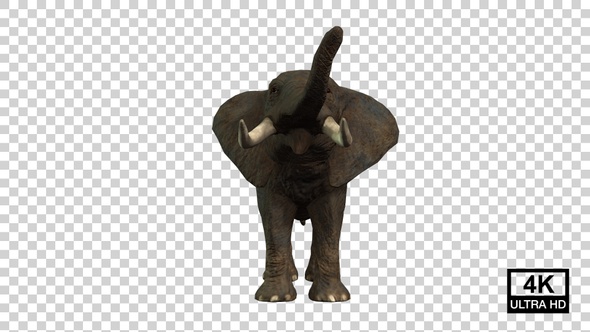 Download Elephant Trumpeting Sound Effect - After Effects Projects