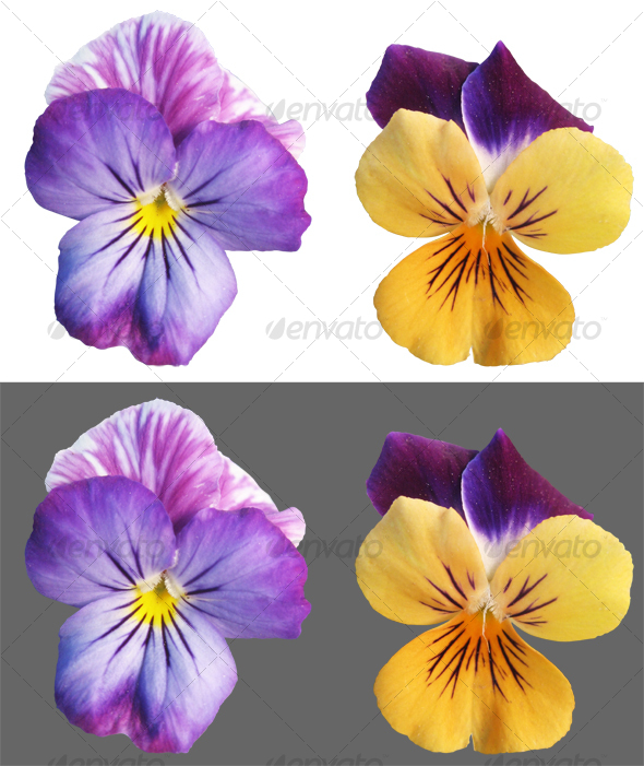 Pansy Graphics, Designs & Templates | GraphicRiver