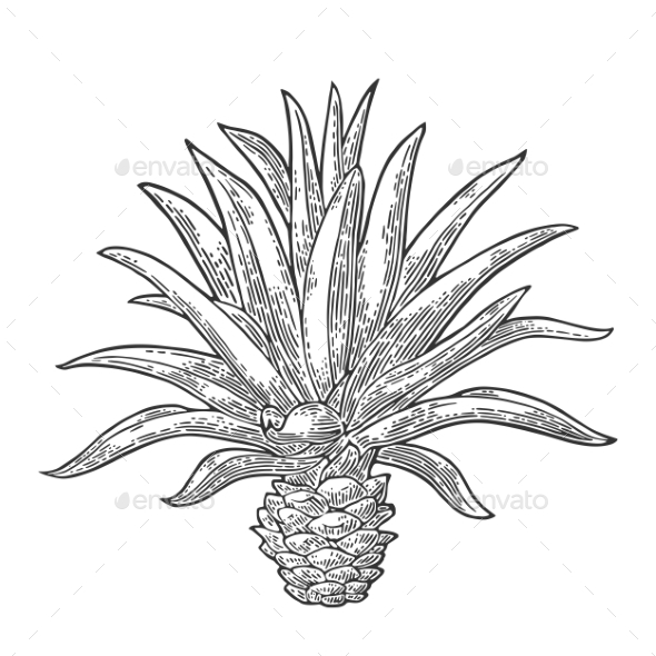 Agave Graphics, Designs & Templates | GraphicRiver