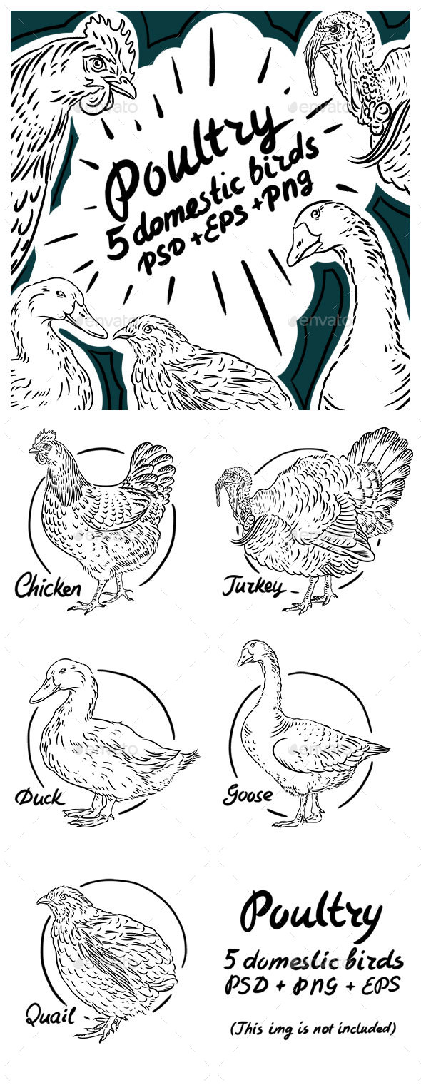 Poultry Graphics, Designs & Templates from GraphicRiver