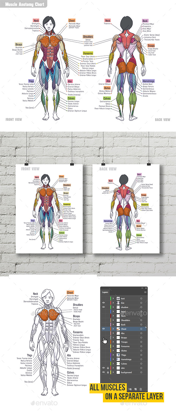 Muscle Graphics, Designs & Templates | GraphicRiver