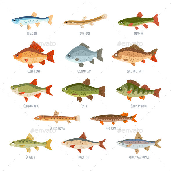 Minnow Graphics, Designs & Templates | GraphicRiver