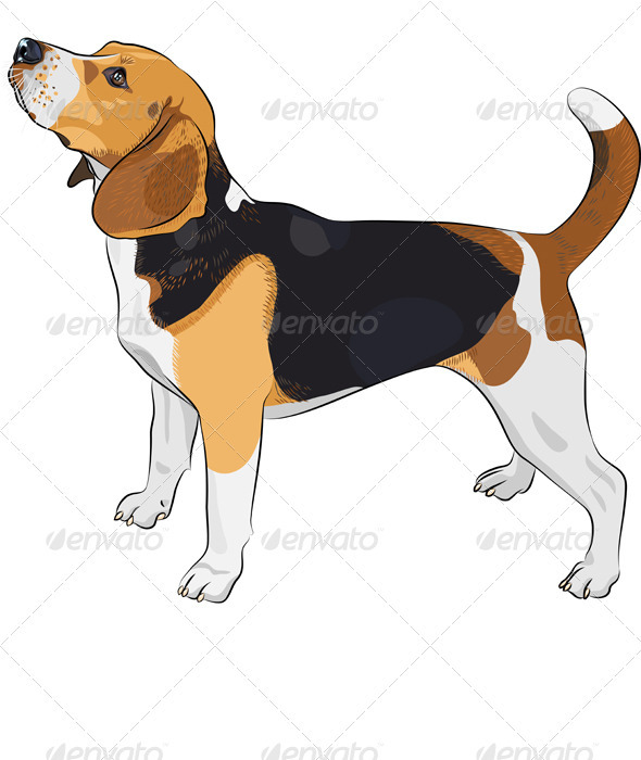 Beagles Graphics, Designs & Templates | GraphicRiver