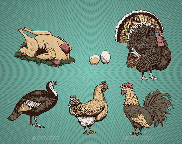 Poultry Graphics, Designs & Templates from GraphicRiver