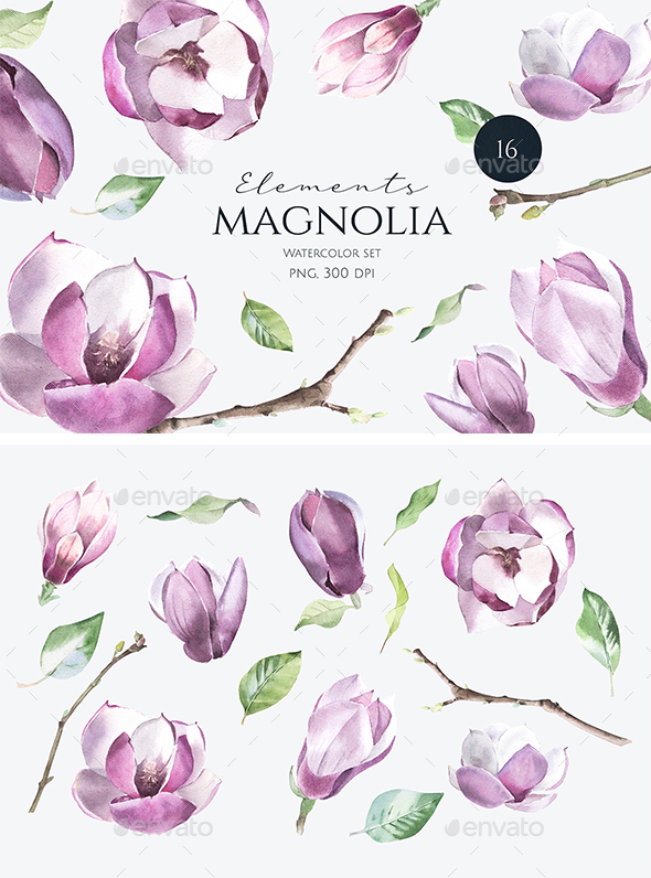 Magnolia Graphics & Vectors from GraphicRiver