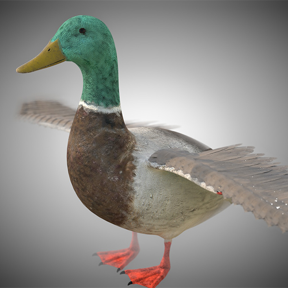 Duck CG Textures & 3D Models | 3DOcean