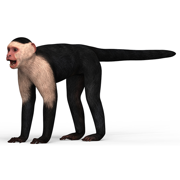 Game Capuchin CG Textures & 3D Models | 3DOcean