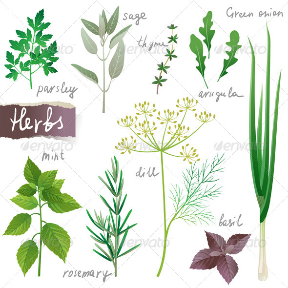 Herbs Graphics, Designs & Templates | GraphicRiver