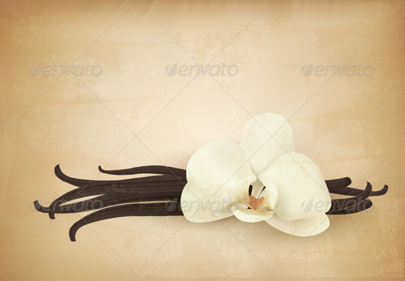 Vanilla Graphics, Designs & Templates | GraphicRiver