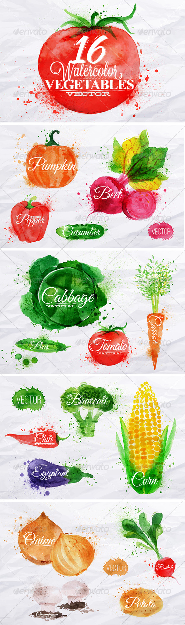 Vegetable Graphics, Designs & Templates | GraphicRiver