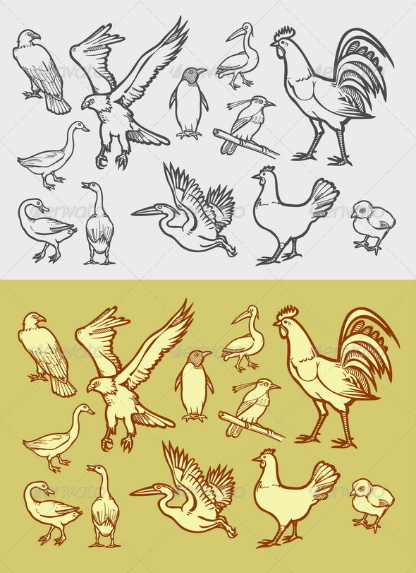 Poultry Graphics, Designs & Templates | GraphicRiver
